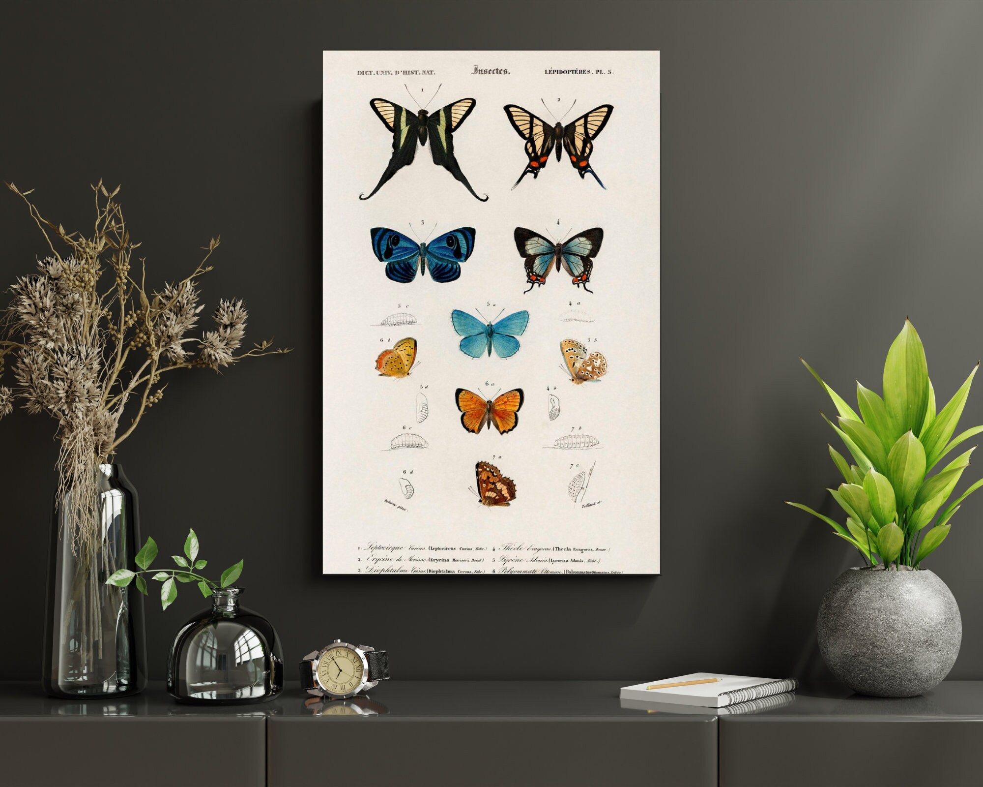 Butterfly Life Cycle Wall Art Print Minimalist Wall Art Wall - Etsy