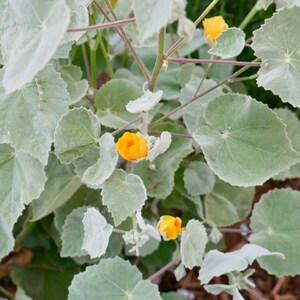 Chisos Mountain False Indianmallow | Velvet-leaf Mallow| Allowissadula ...