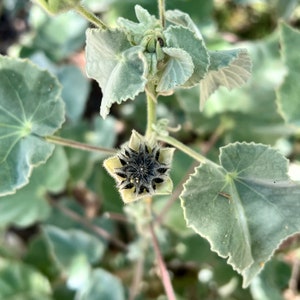 Chisos Mountain False Indianmallow | Velvet-leaf Mallow| Allowissadula ...