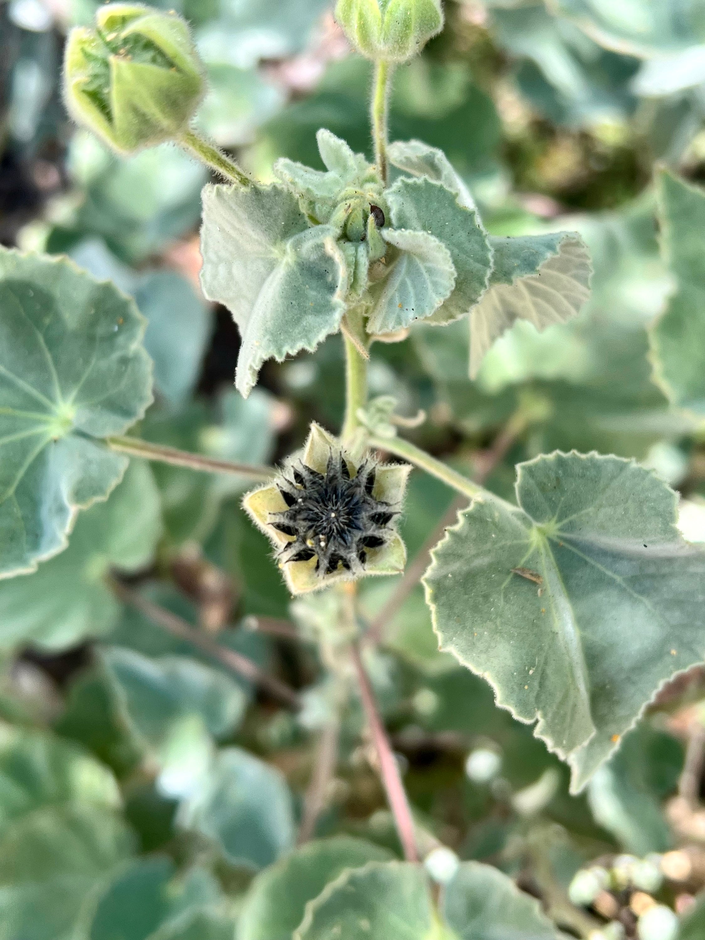 Chisos Mountain False Indianmallow | Velvet-leaf Mallow| Allowissadula ...