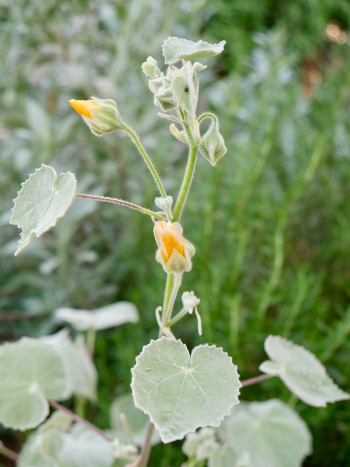 Chisos Mountain False Indianmallow | Velvet-leaf Mallow| Allowissadula ...