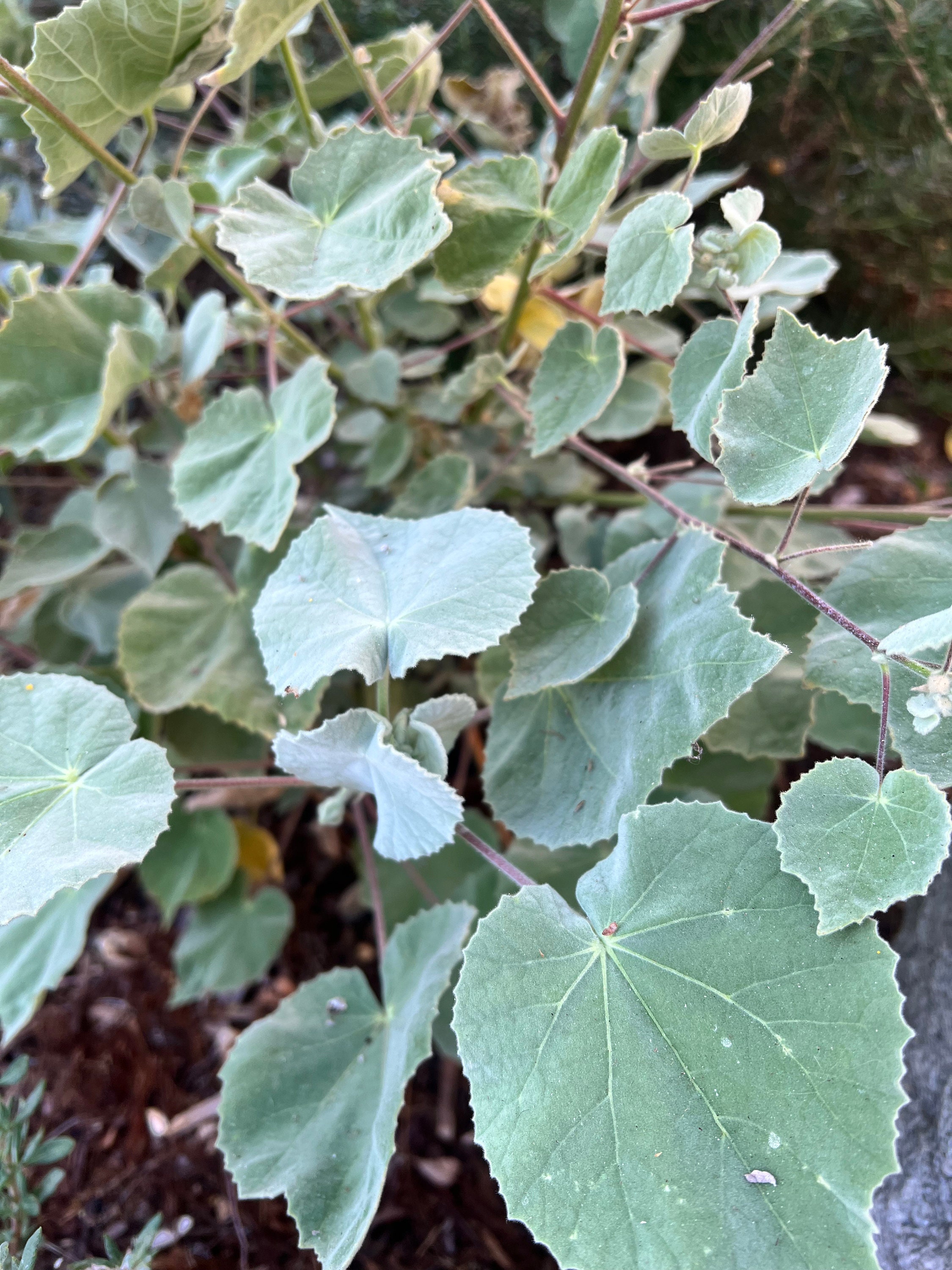 Chisos Mountain False Indianmallow | Velvet-leaf Mallow| Allowissadula ...