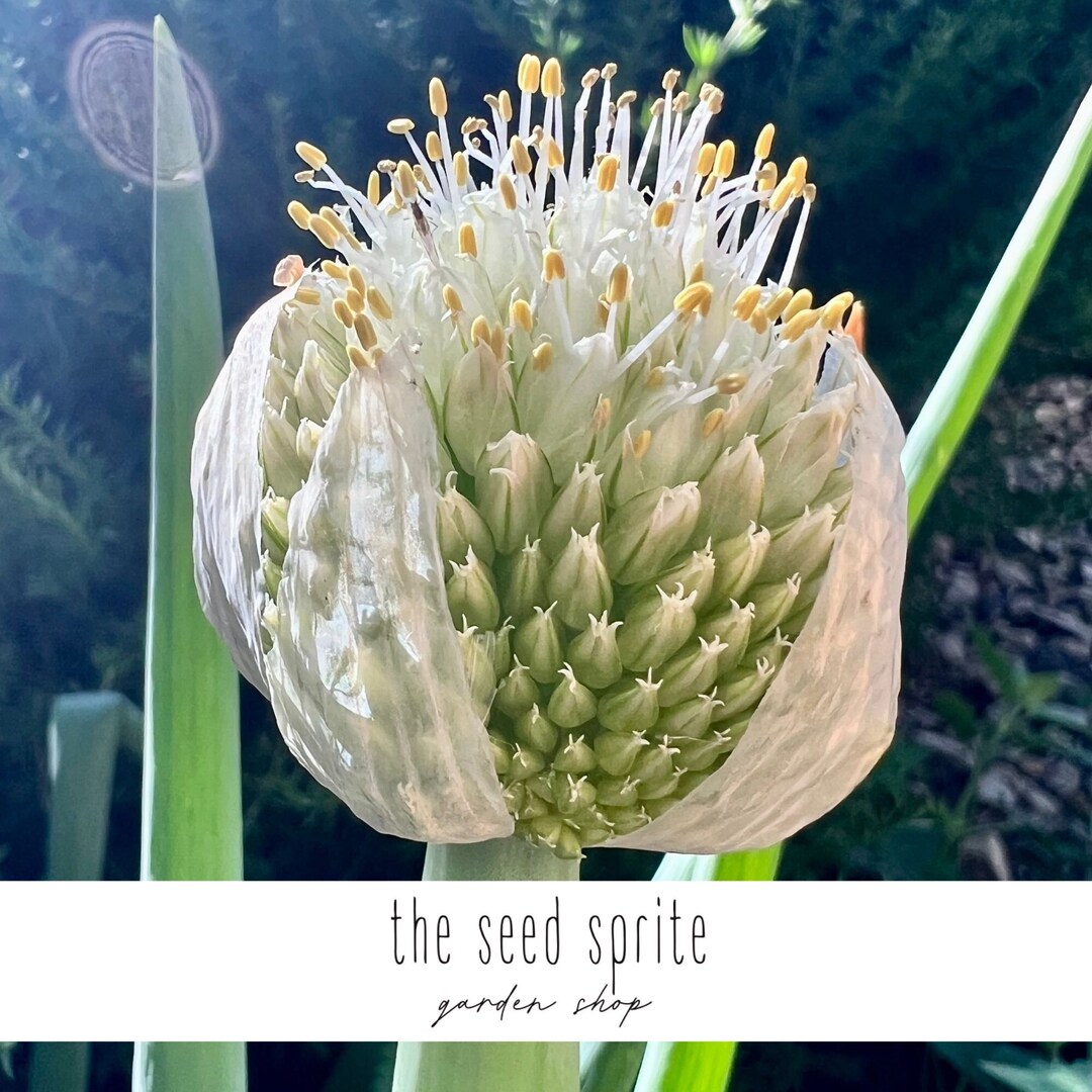 Organic Green Onion Scallion | 25 Seeds - Etsy