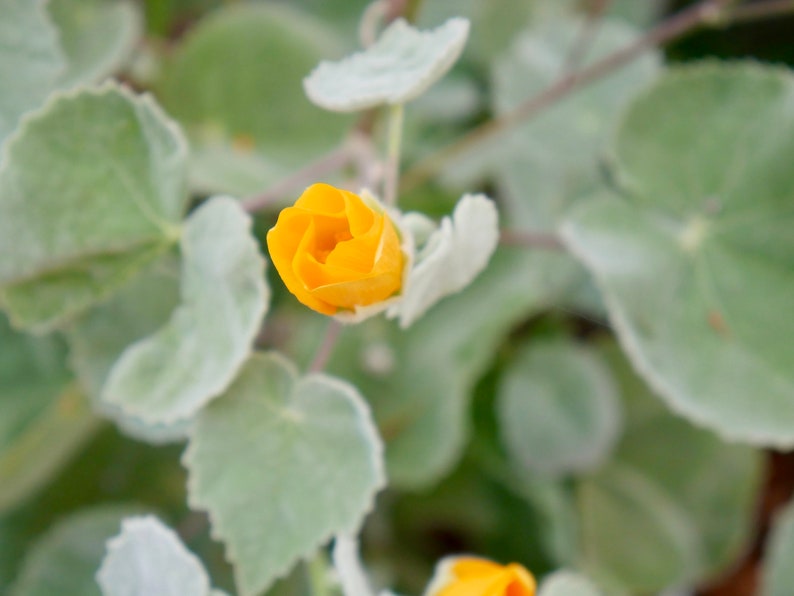 Chisos Mountain False Indianmallow | Velvet-leaf Mallow| Allowissadula ...