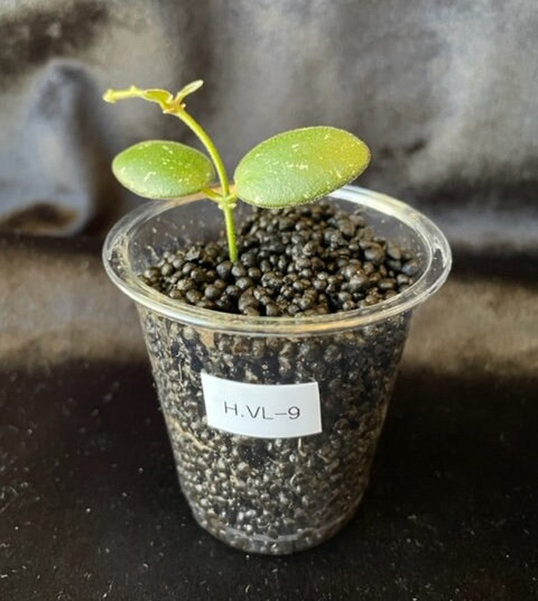 Hoya VL09 Rooted Cutting - Etsy