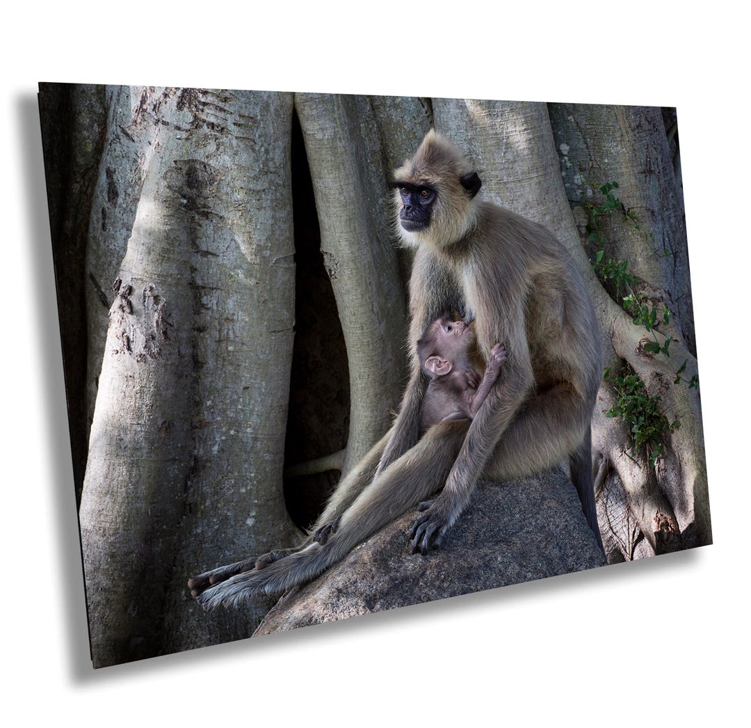 Mother and Child Colobine Monkeys of Sri Lanka Showing Tenderness and ...