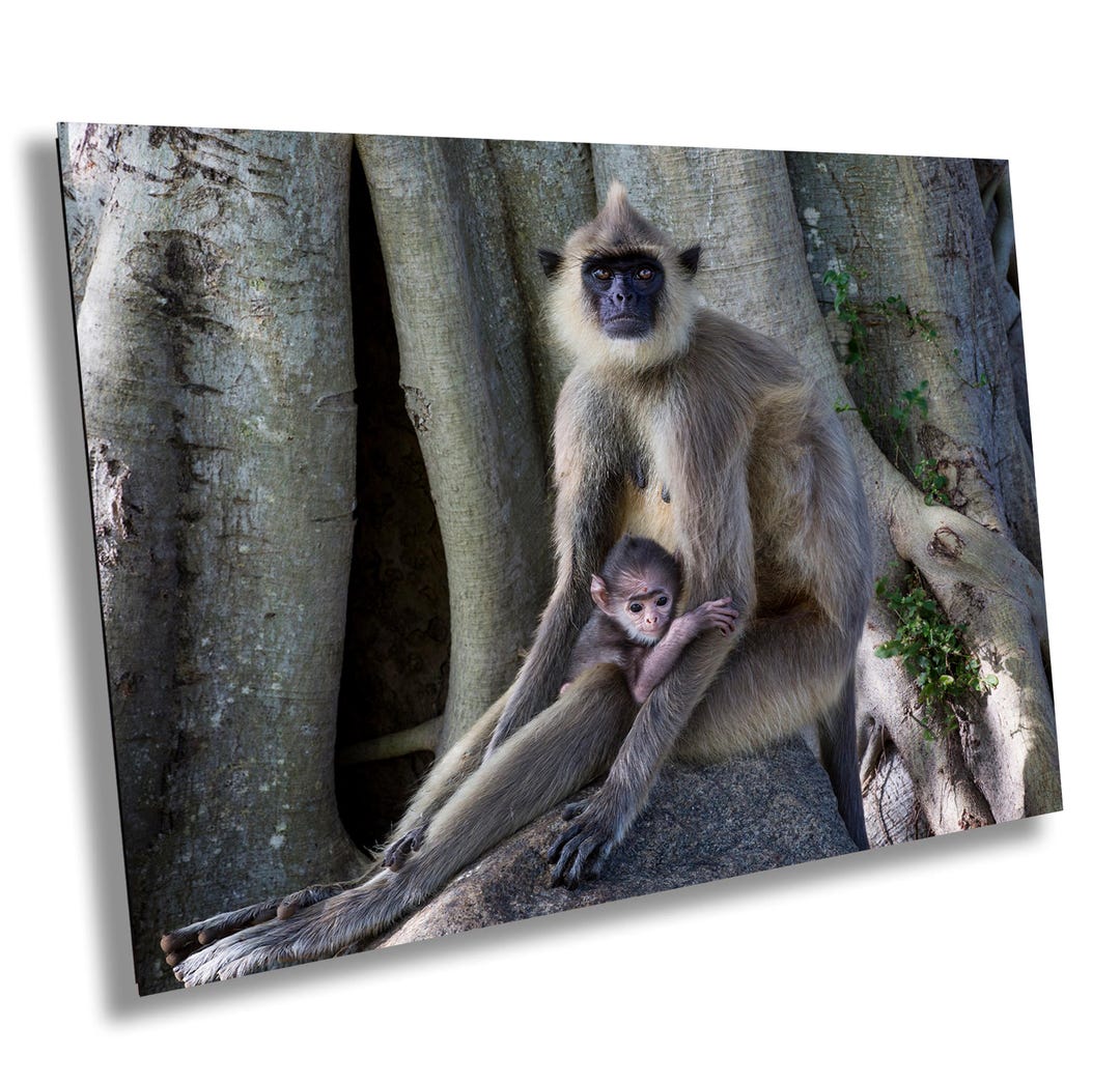 Mother and Child Colobine Monkeys of Sri Lanka Showing Tenderness and ...