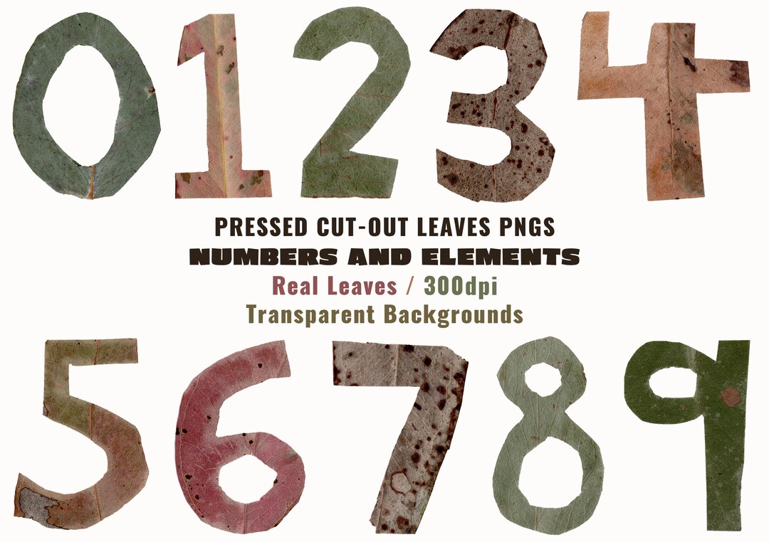 Natural Handmade Font Numbers PNG Made From Real Pressed Eucalyptus ...