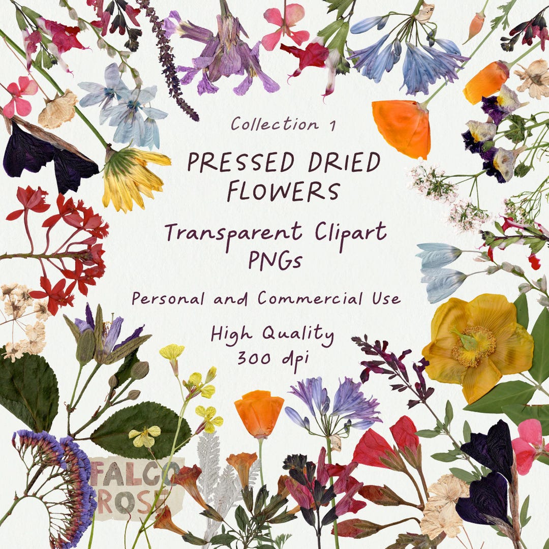 Pressed Dried Flowers Clipart, Dried Flowers Photos Transparent ...