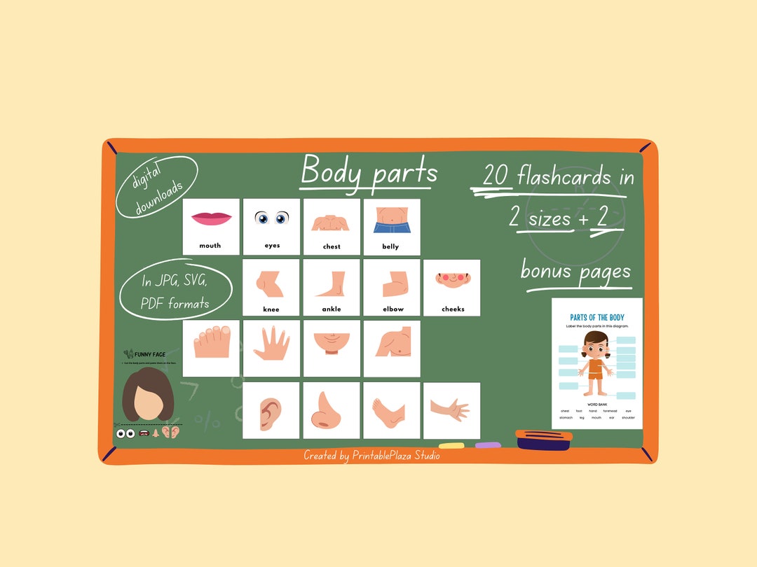 20 Body Parts Cards, Montessori Flashcards, Pre-school Cards, Rainbow ...