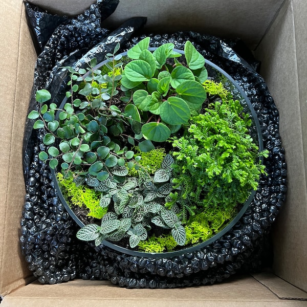 Large Moss Terrarium - Etsy