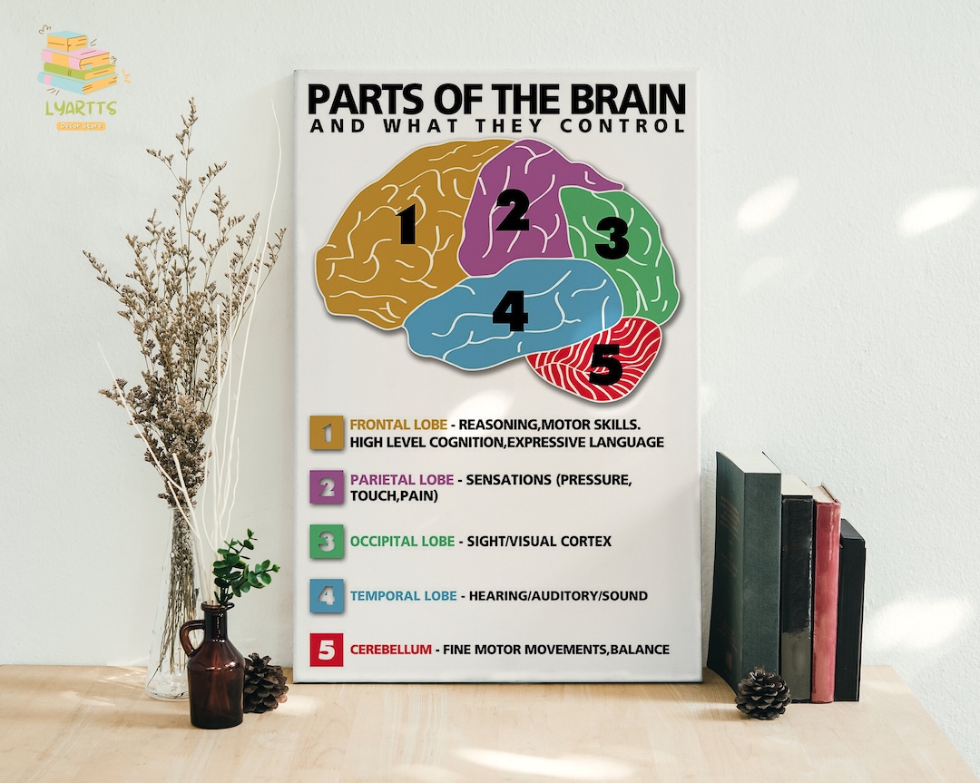 Parts of the Brain Anatomy Medical Framed Canvas, Unframed Poster ...