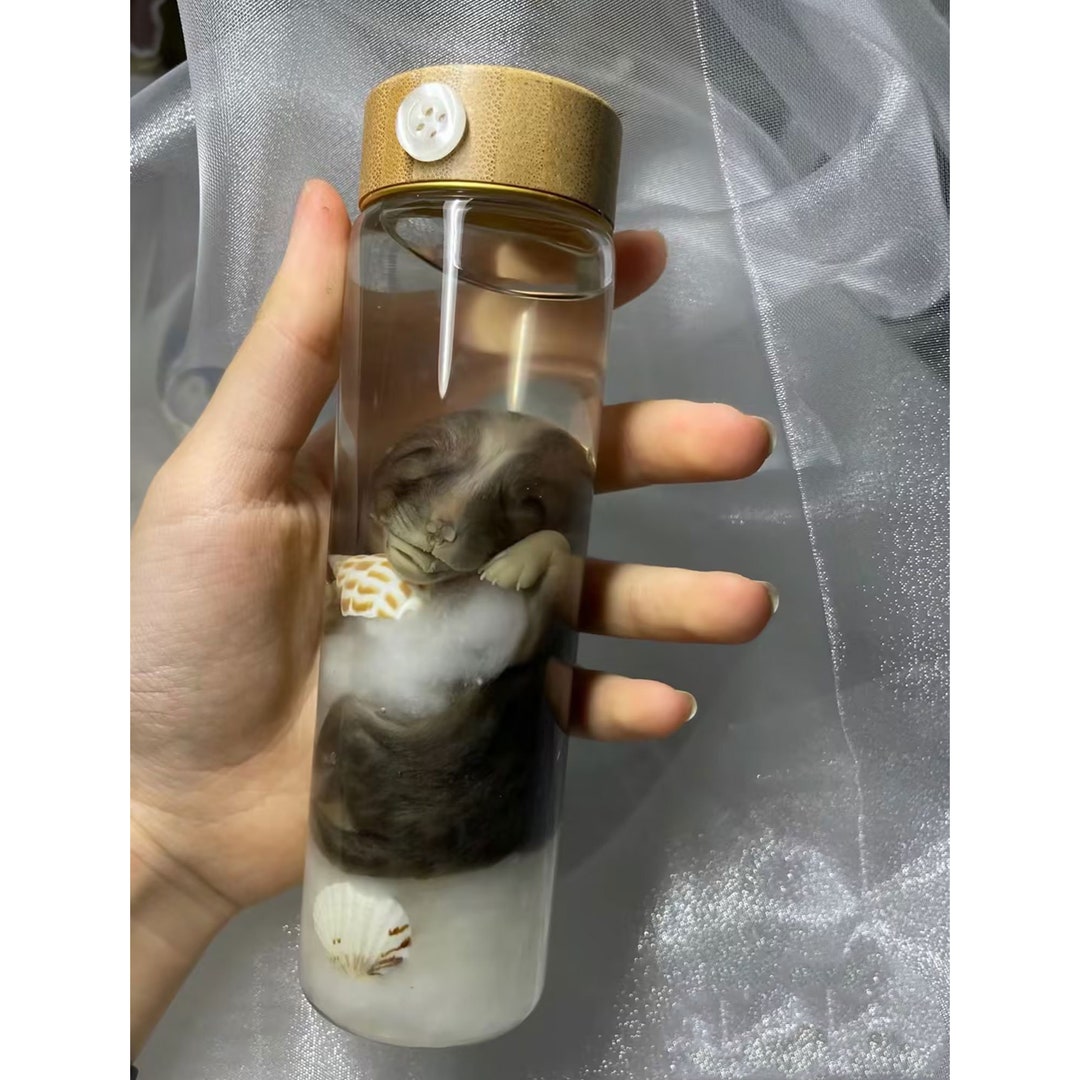 Diaphonized Small Fox, Purple/blue Diaphonized, Wet Specimen, Animal ...