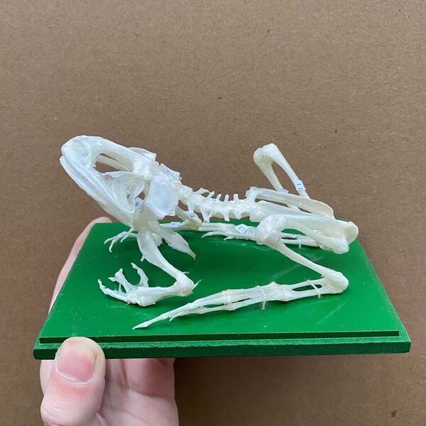 Taxidermy Skeleton - Etsy