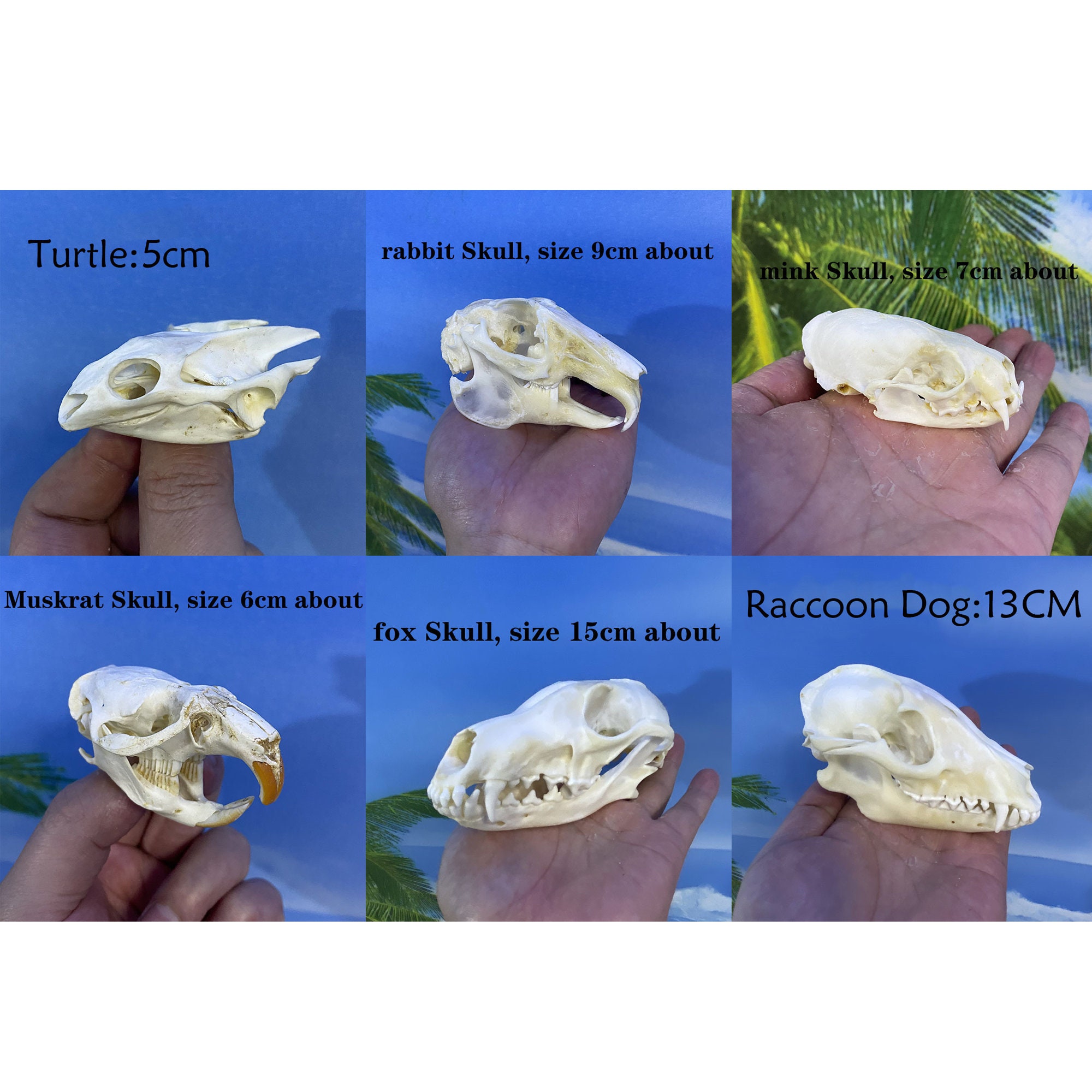 Animal Skull Decor ZONYANSO Natural Animal Skull Real Bone Specimen ...