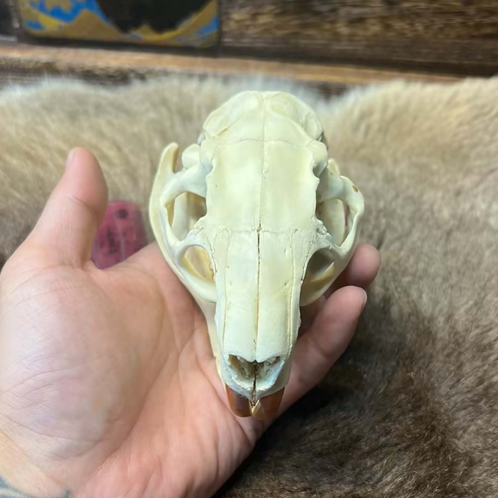 Real Animal Skull Nutria Skull Home Garden Decoration - Etsy