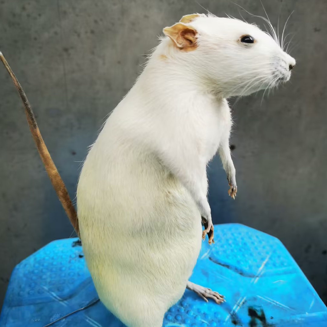 Rat Mouse Mummified Skeleton Specimen Wet Dried Preserved - Etsy