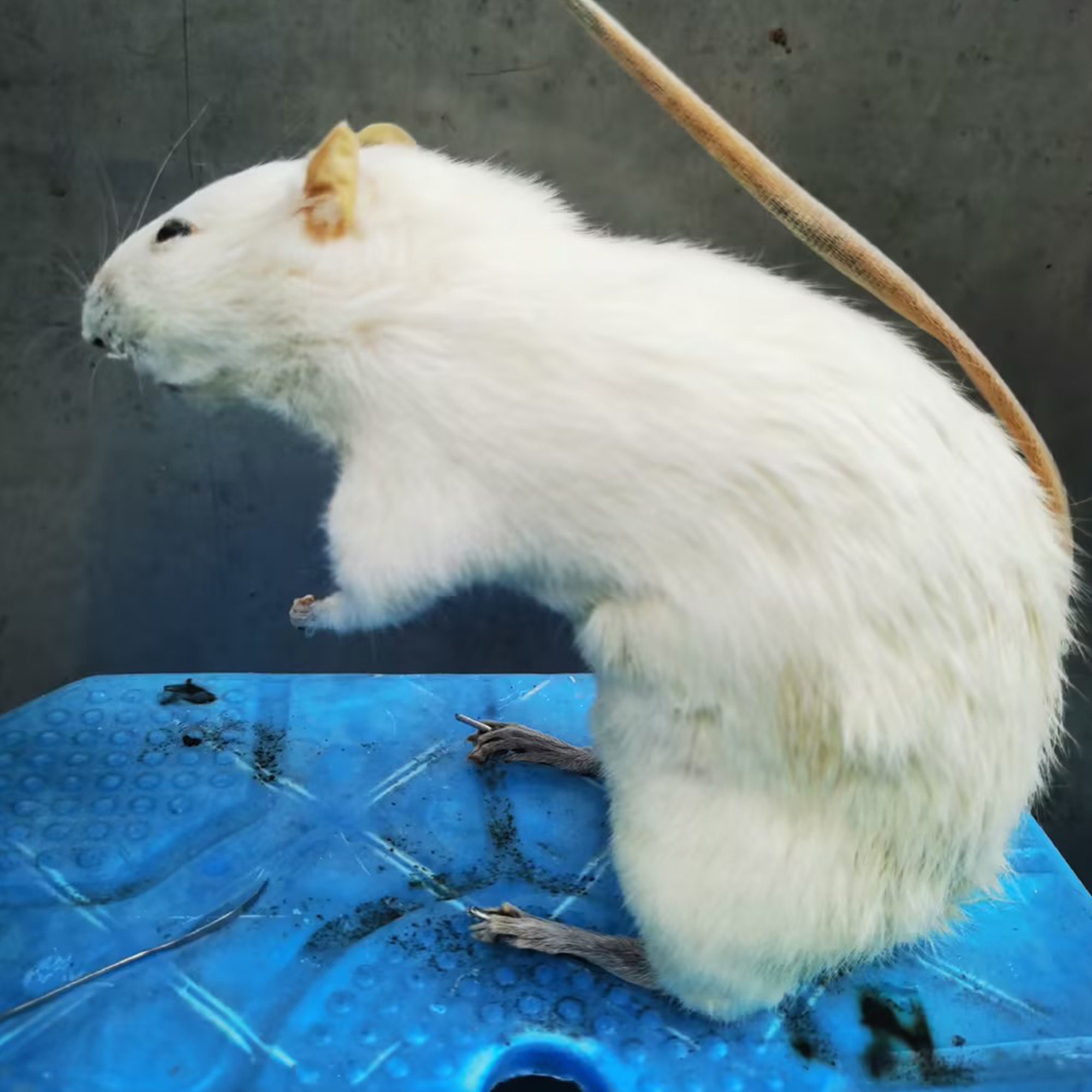 Rat Mouse Mummified Skeleton Specimen Wet Dried Preserved - Etsy