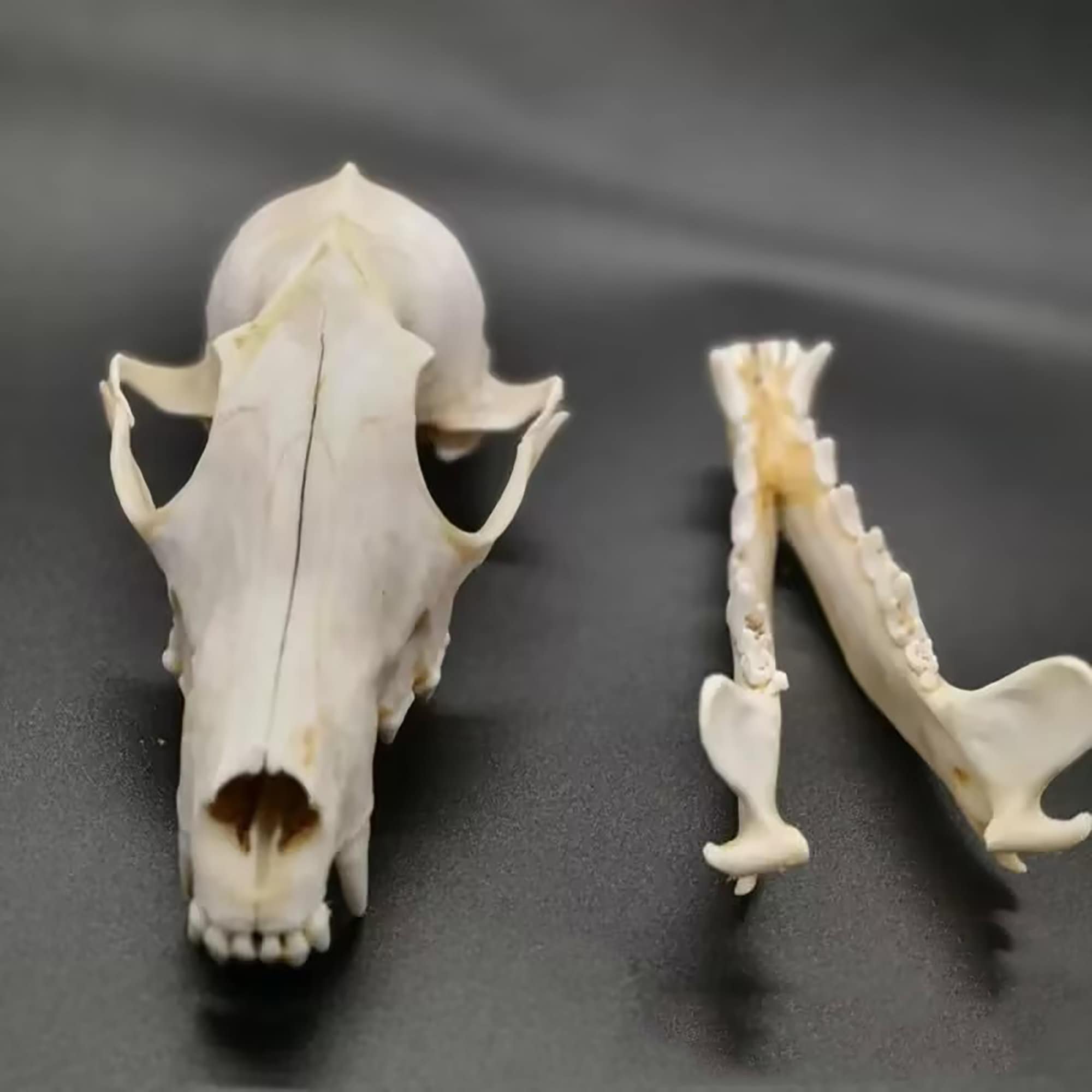 15cm Exquisite Real Fox Skull Bone Specimen After Cleaned and Bleached ...