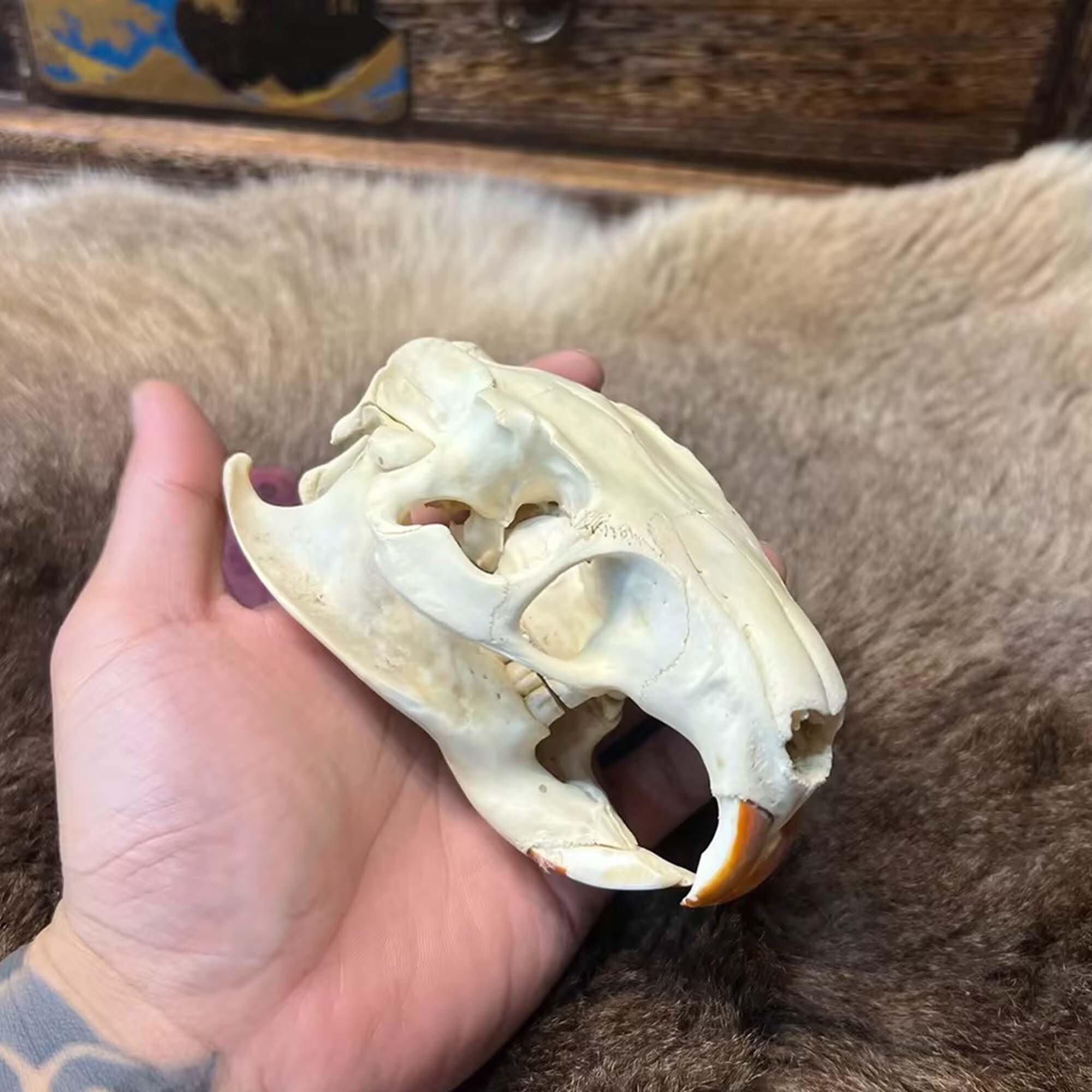 Real Animal Skull Nutria Skull Home Garden Decoration - Etsy