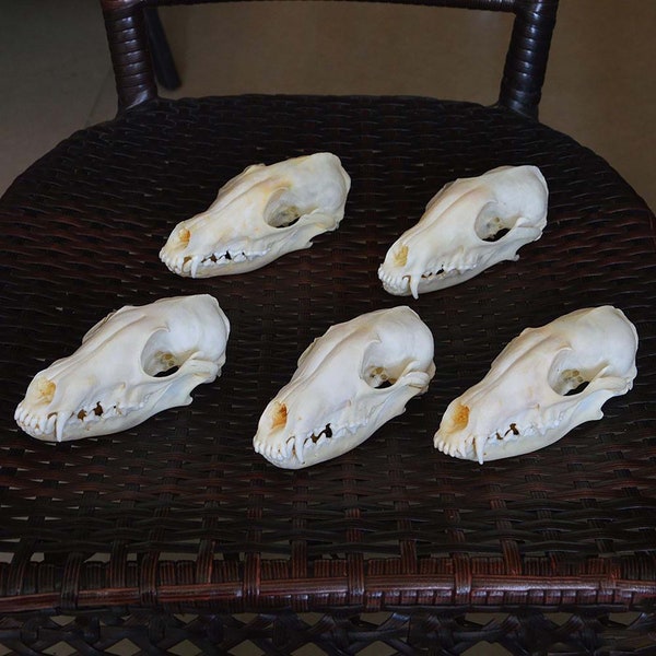 Real Animal Skull - Etsy