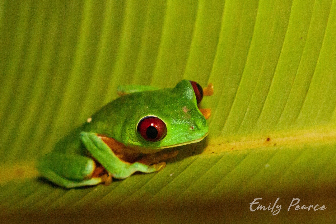 Red-eyed Tree Frog Print - Etsy