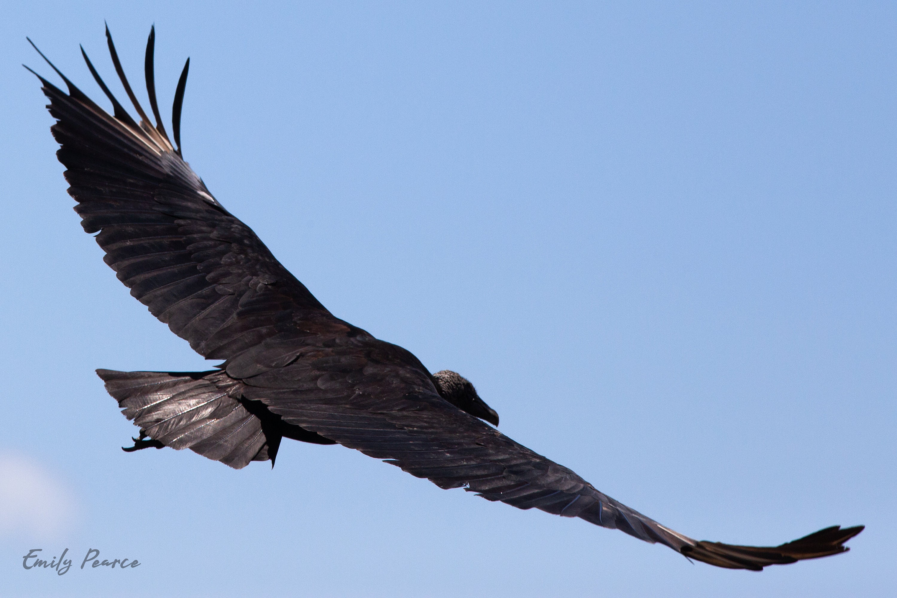 Majestic Vulture Print - Etsy