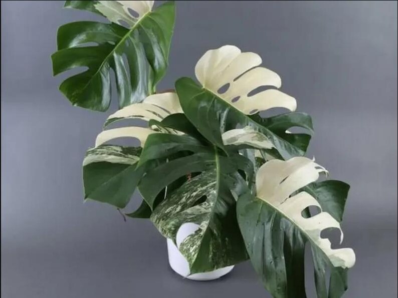 Rare Halfmoon Rooted Node Monstera Albo Plant With Pot | Highly ...