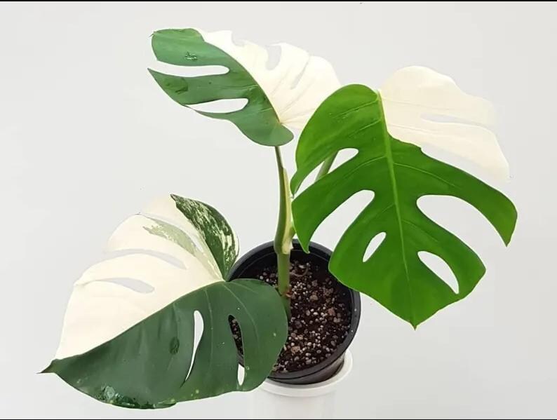 Rare Halfmoon Rooted Node Monstera Albo Plant With Pot | Highly ...