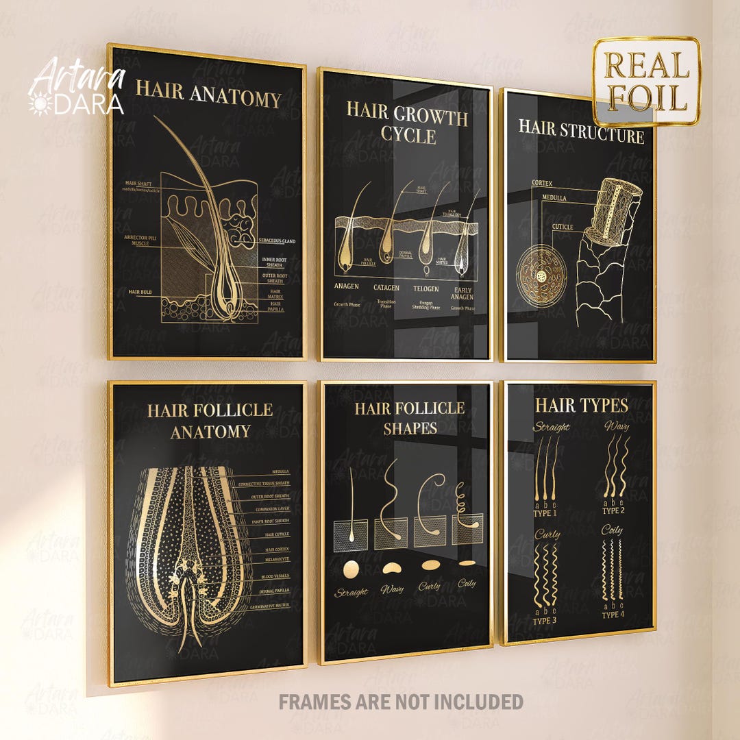 Trichology Hair Anatomy Poster Set of 6, Hair Follicle Diagram and ...