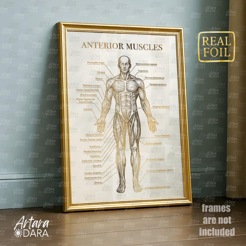 Massage Posters Set – Muscle Anatomy & Aftercare Gold Foil Wall Art (4 ...