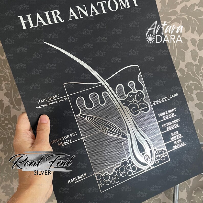 Hair Anatomy Poster, Silver Foil Print, Hair Salon Decor, Hair Growth ...