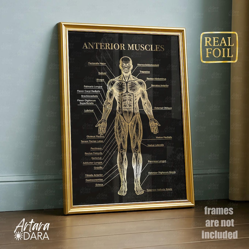 Muscle Anatomy Poster Set of 2 – Gold Foil Front & Back Body Charts ...
