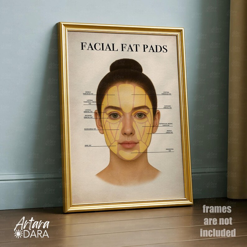 Set of 4 Facial Anatomy Posters – Facial Aging, Muscles, Veins & Fat ...