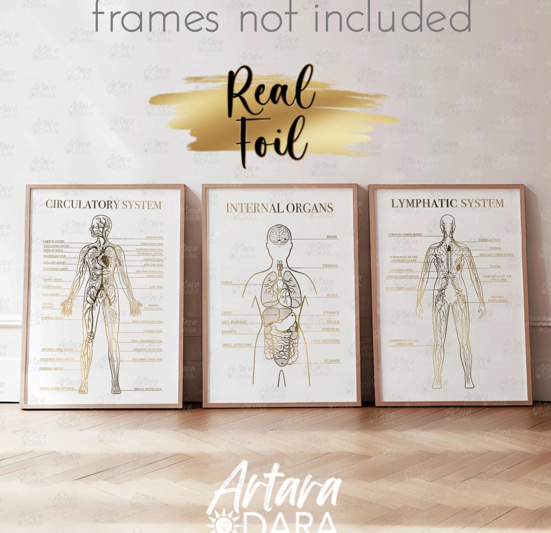 Anatomy Poster, Real Foil Print, Human Organs, Internal Organs ...