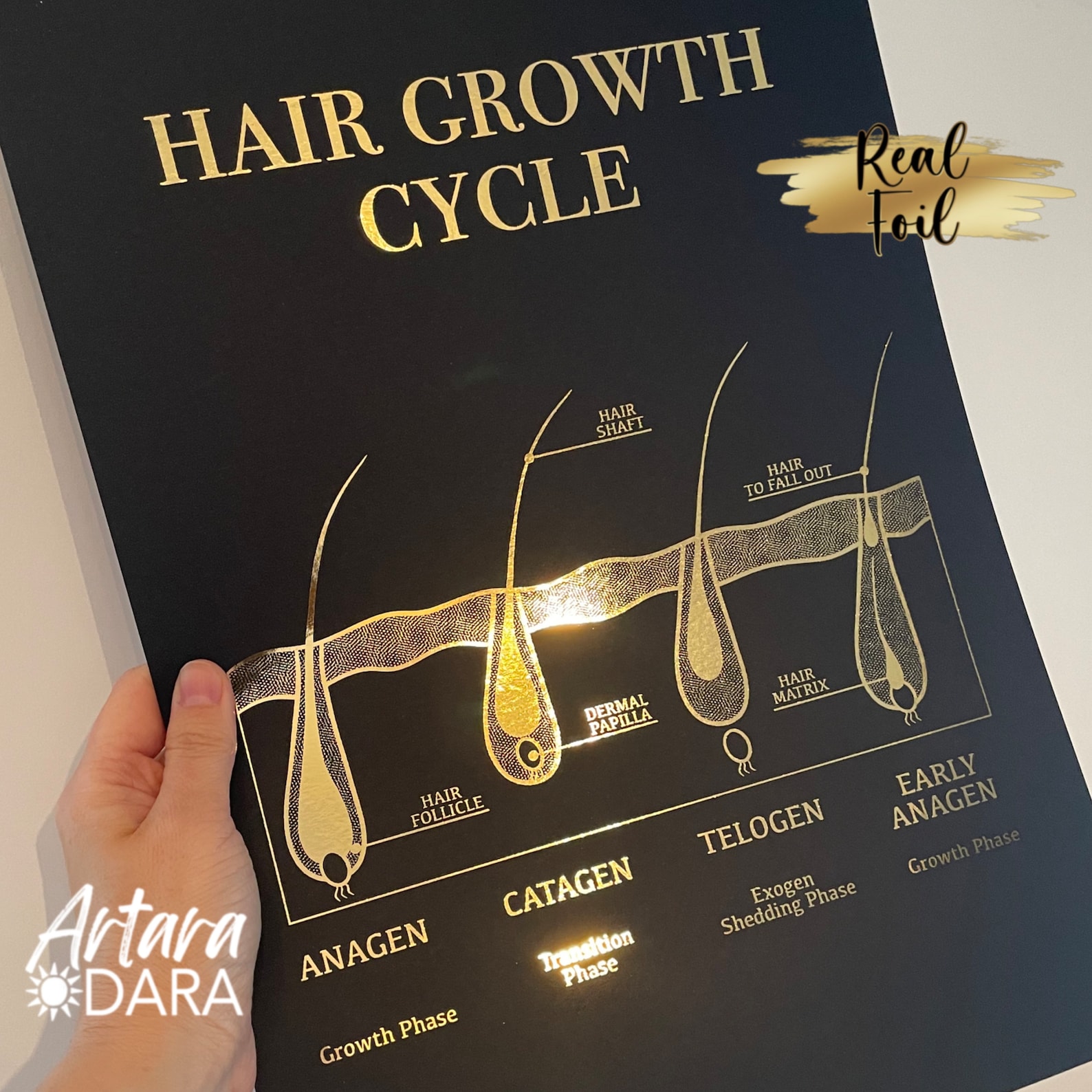 Dermatology Art, Hair Anatomy, Real Foil Print, Hair Structure, Hair ...