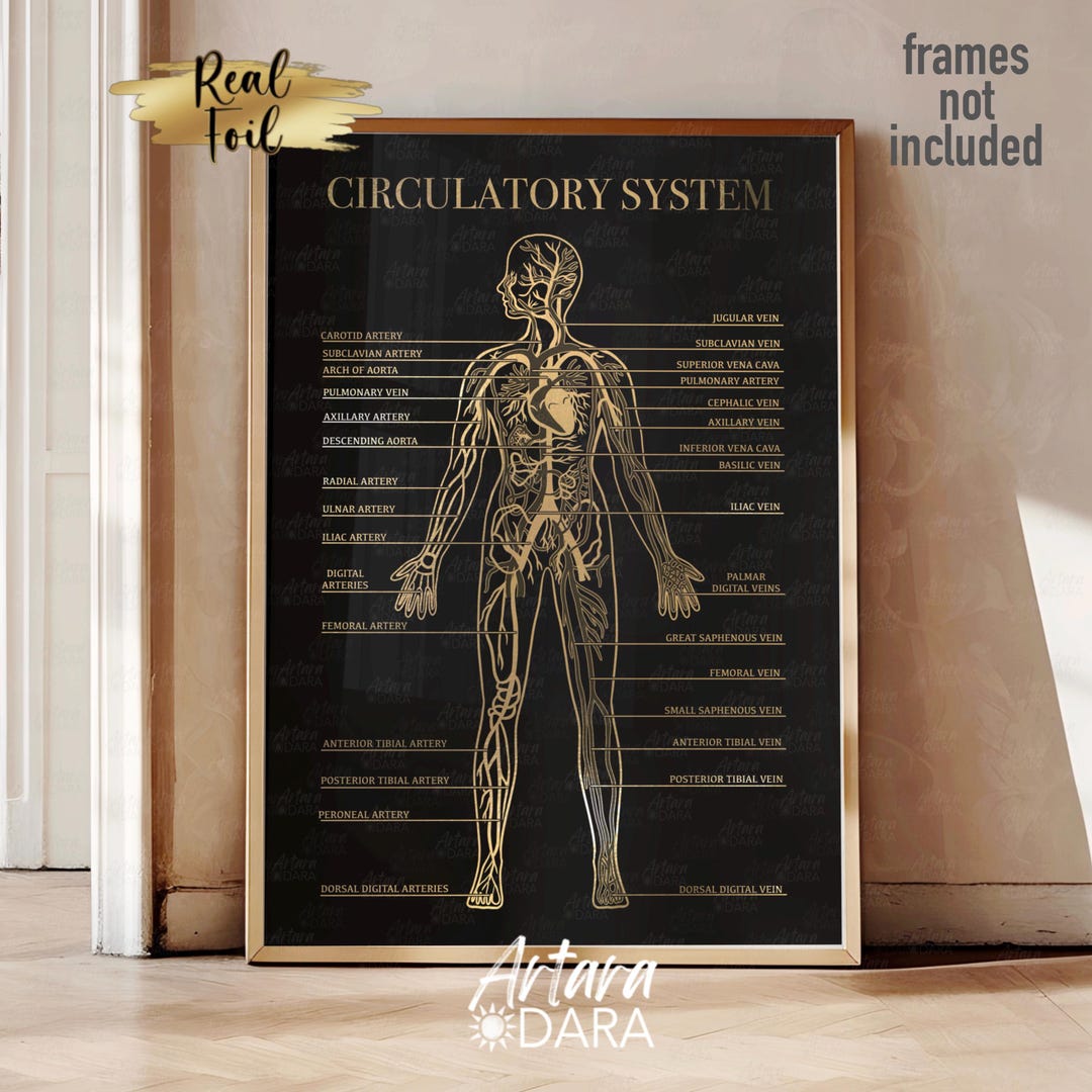 Circulatory System Art, Human Anatomy, Real Foil Print, Clinic Decor ...