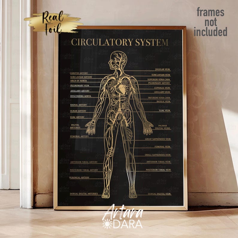 Foil Circulatory System Anatomy Art Print, Medical Decor - Etsy UK