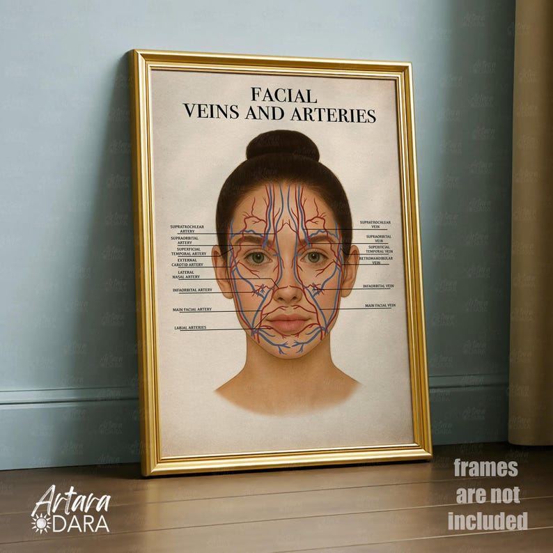 Facial Anatomy Posters – Skin, Veins, Muscles, Fat Pads Art (unframed ...