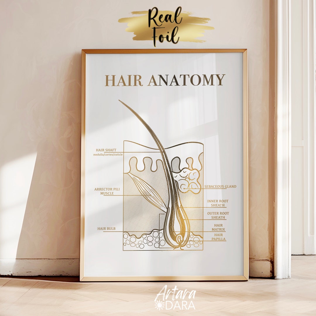 Hair Anatomy Poster, Real Foil Print, Hair Wall Art, Dermatologist Gift ...
