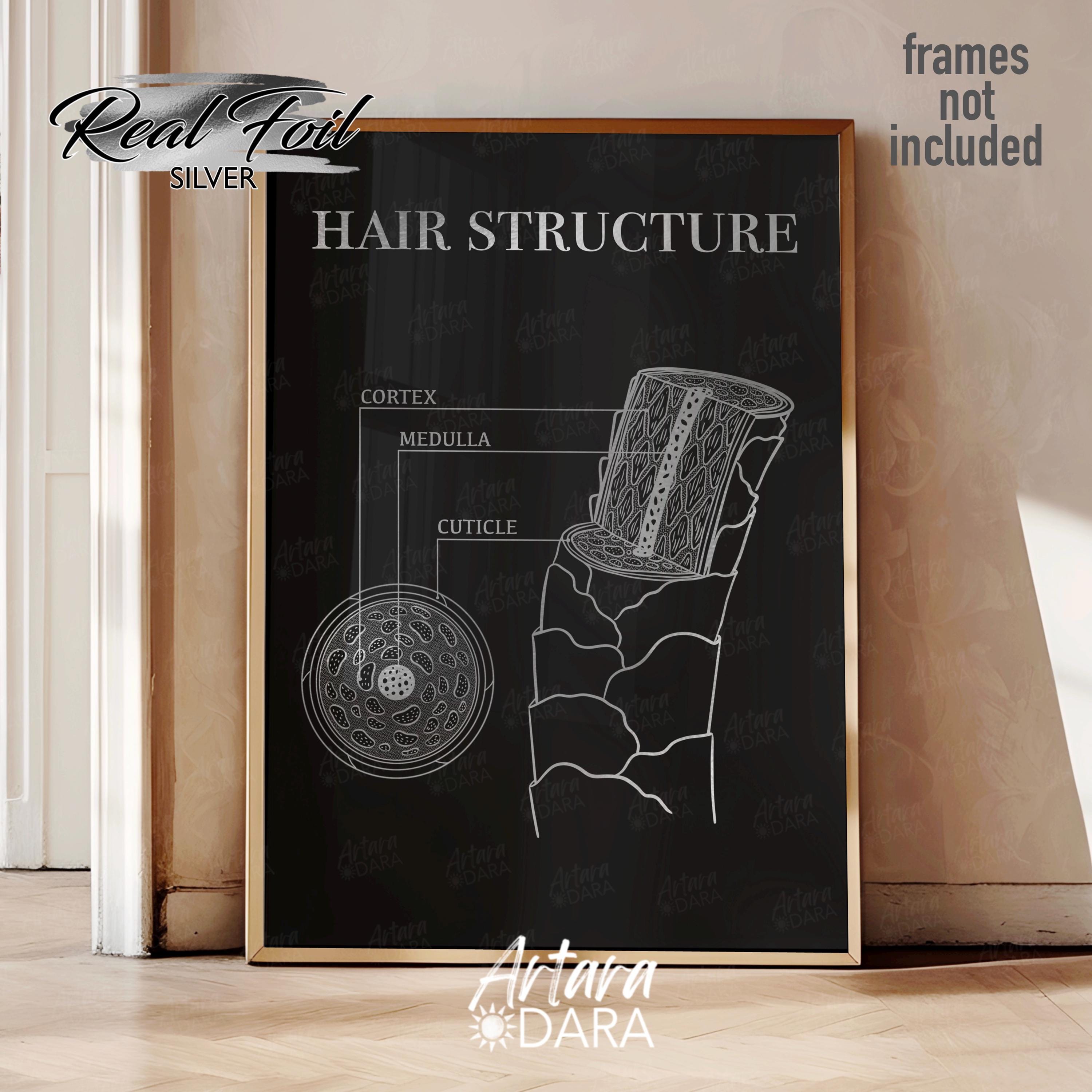 Hair Anatomy Poster, Silver Foil Print, Hair Salon Decor, Hair Growth ...
