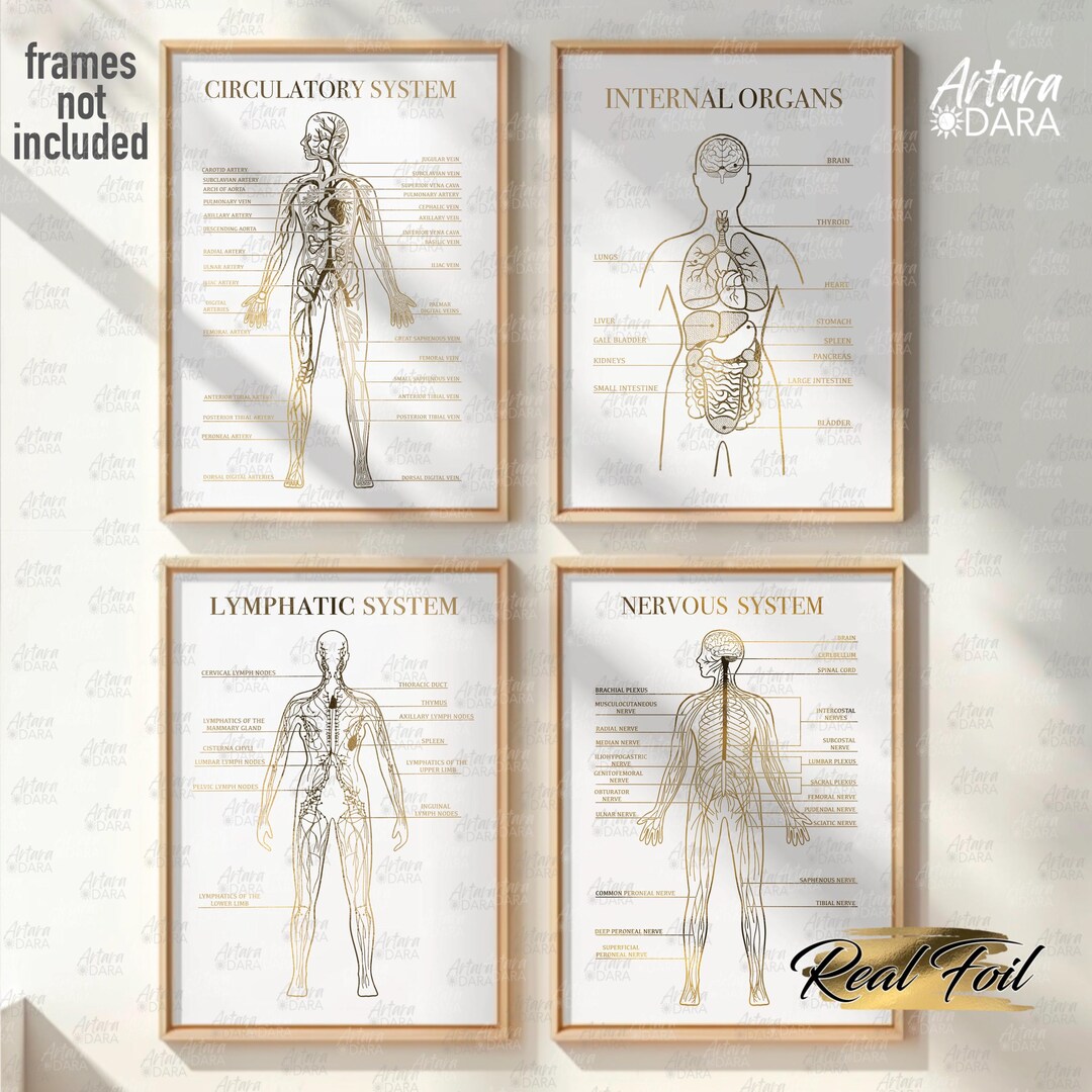 Medical Art, Anatomy Art, Real Foil Print, Human Anatomy, Blood System ...