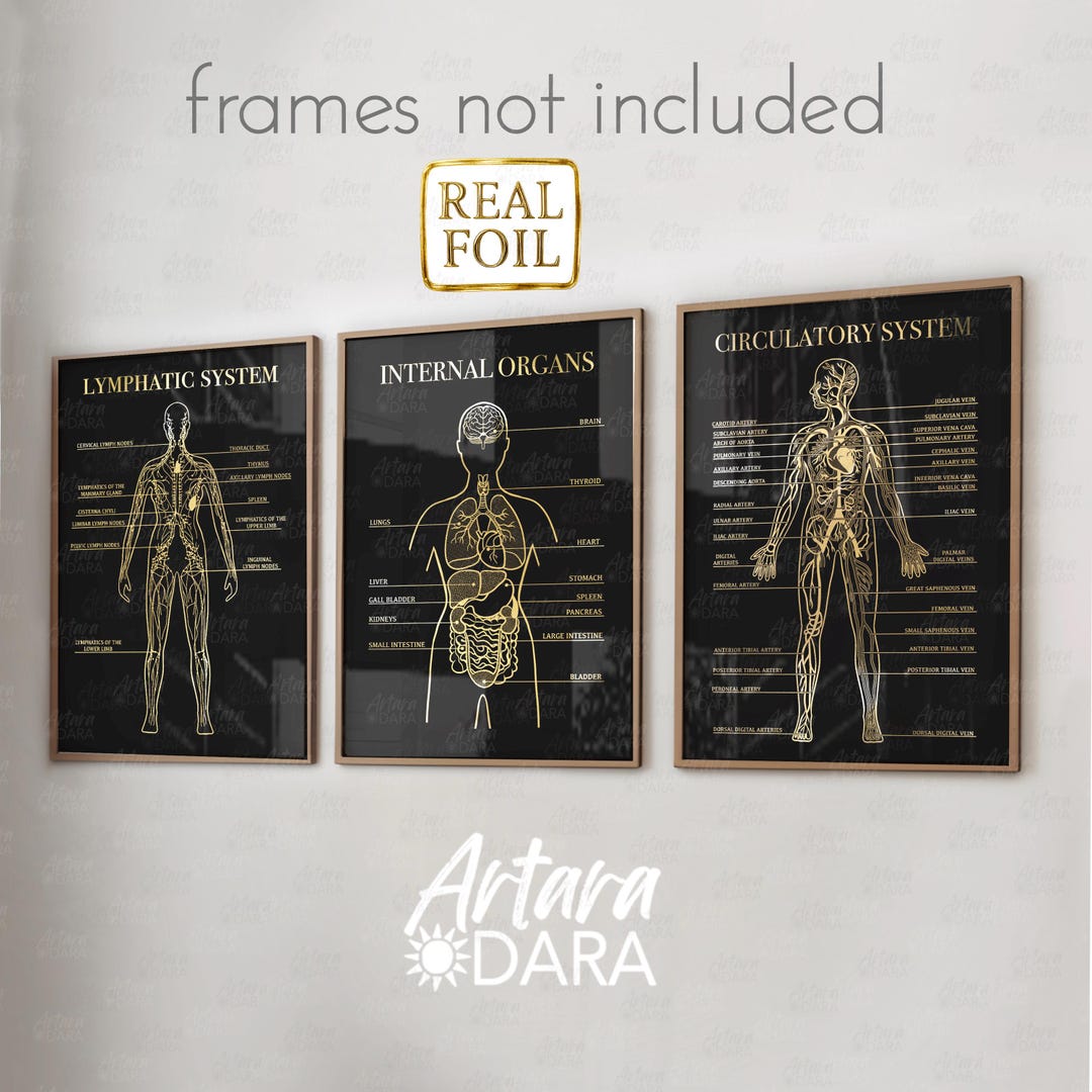 Gold Foil Anatomy Prints: Circulatory, Lymphatic Systems, Internal ...