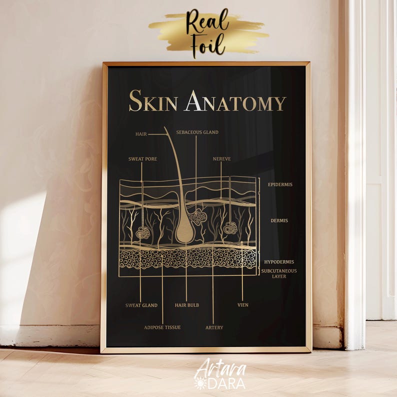 Real Foil Skin Anatomy Poster Set, Beauty Salon Decor - Etsy
