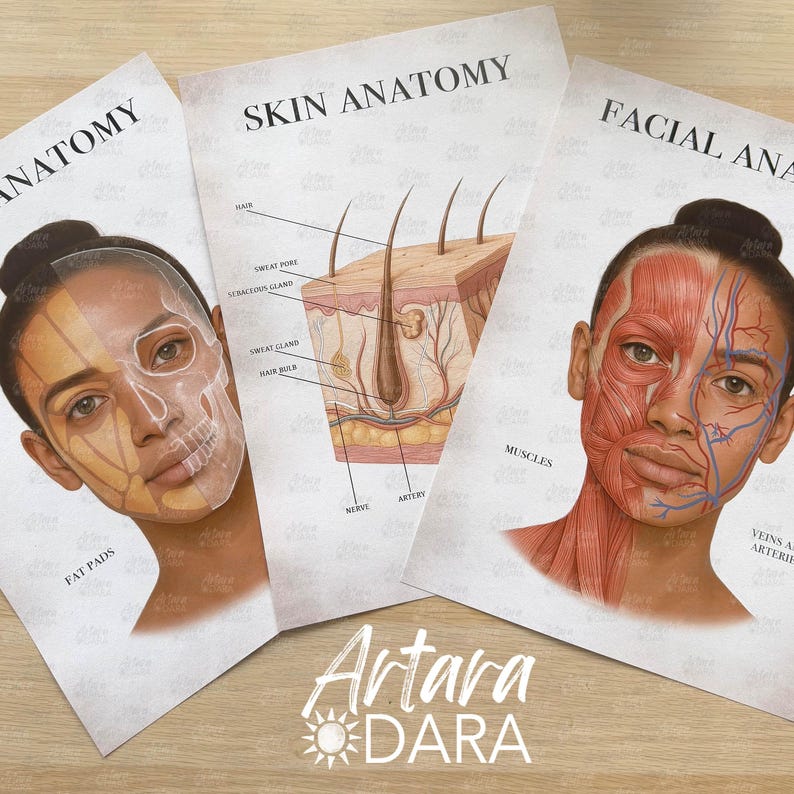 Facial & Skin Anatomy Poster Set – Medical Art for Estheticians - Etsy