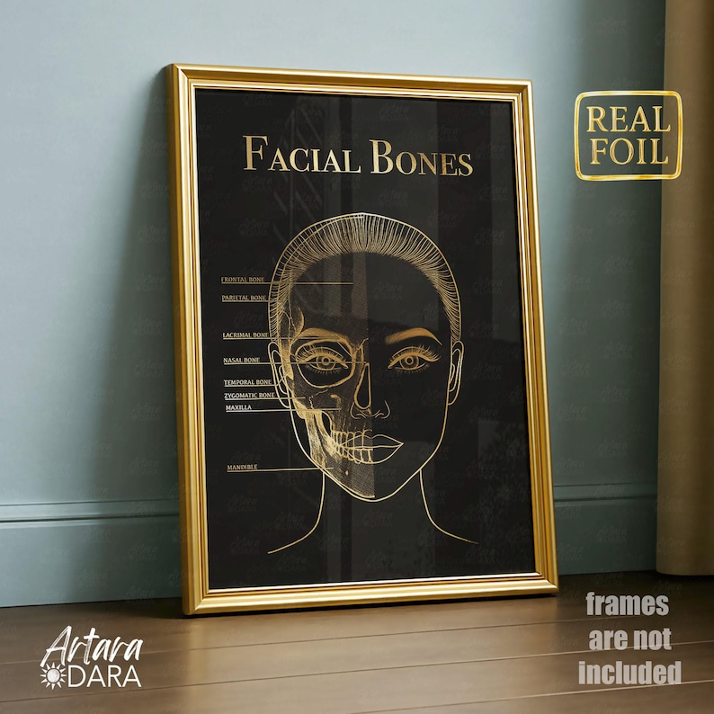 Facial and Skin Anatomy Poster Set of 6 – Gold Foil Face Charts for ...