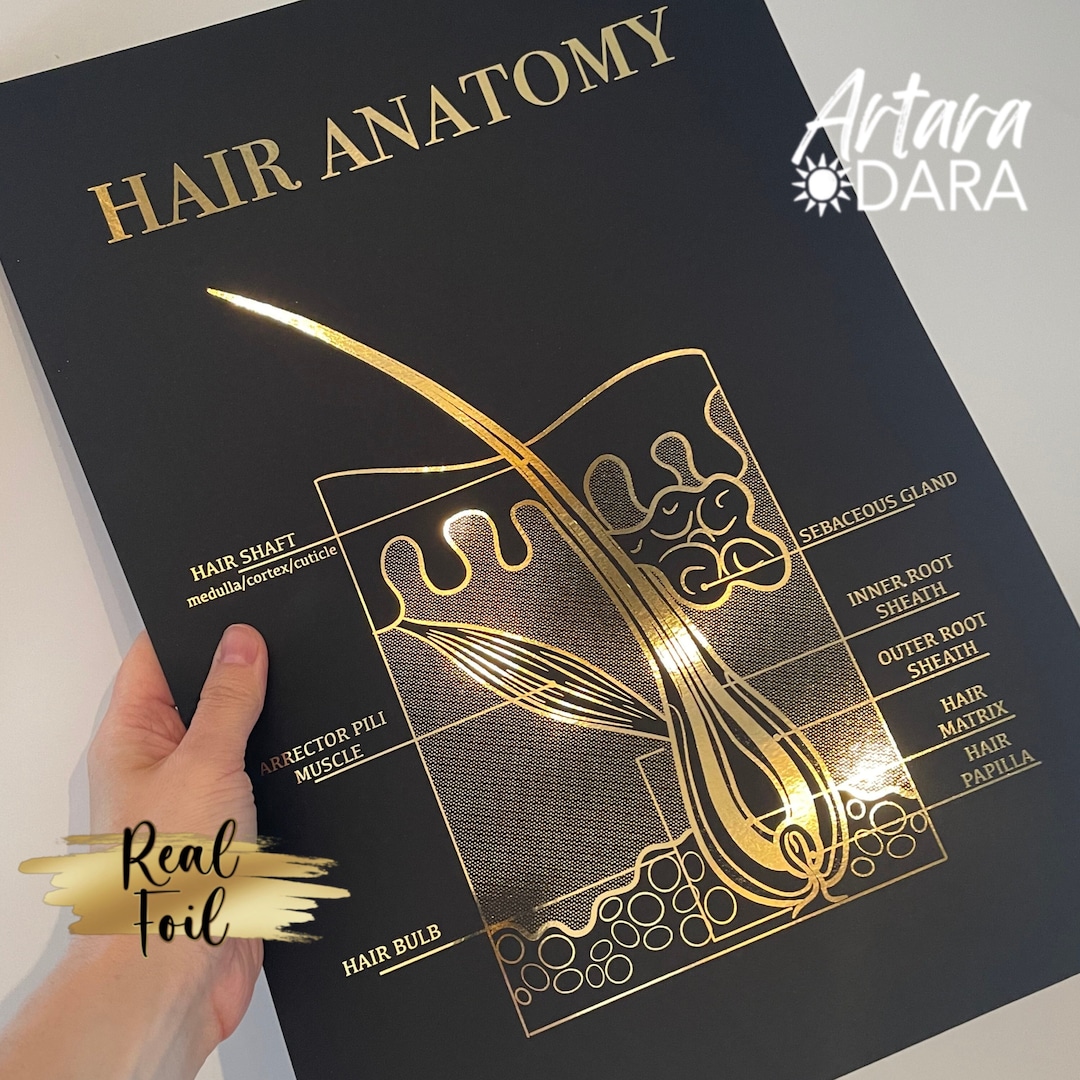 Hair Anatomy Art, Real Foil Print, Dermatology Art, Beauty Salon Decor ...