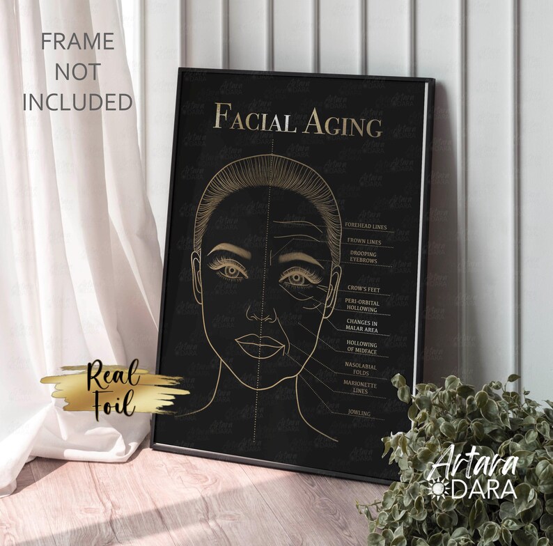 Facial Anatomy & Aging Poster Set of 4 – Gold Foil Skin Anatomy Wall ...