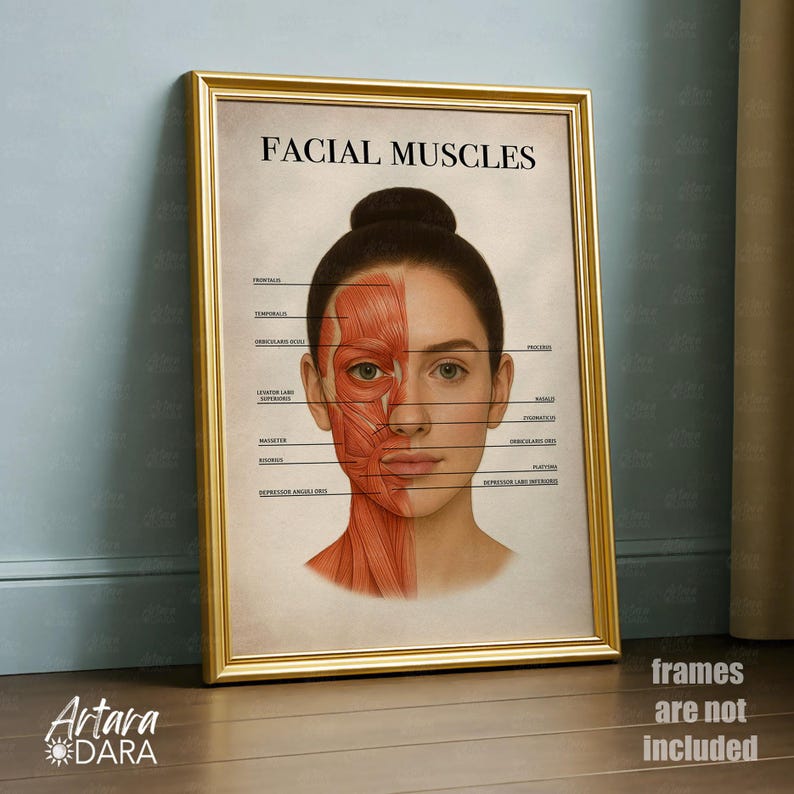 Set of 4 Facial Anatomy Posters – Facial Aging, Muscles, Veins & Fat ...