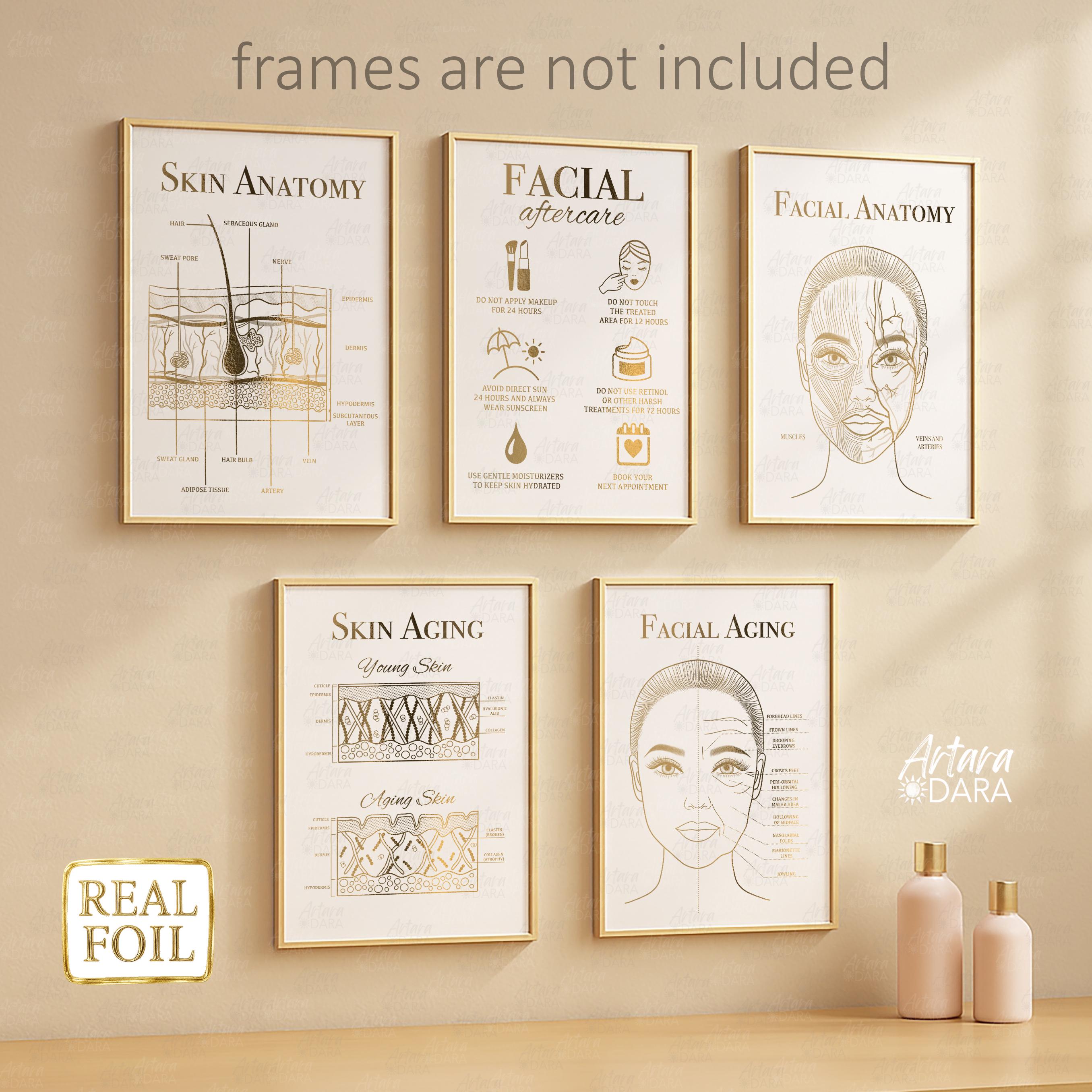 Skin Anatomy Poster Set of 5, Face Aging, Facial Aftercare, Beauty ...